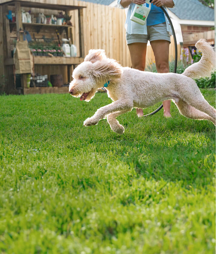 Wondercide | Discount Pest Protection | Fleas & Ticks for Pets & Homes ...